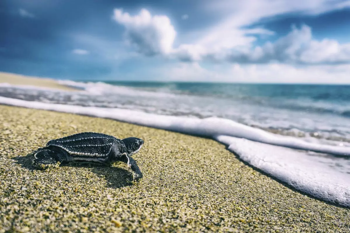 Zijn de zeeschildpadden bang voor orkanen?