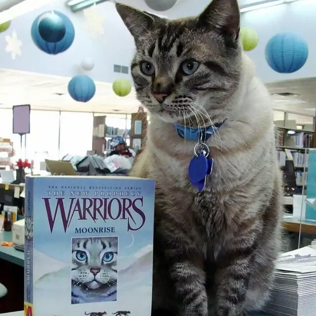 Słynny bibliotekarz kota jest wydalony na ulicę.