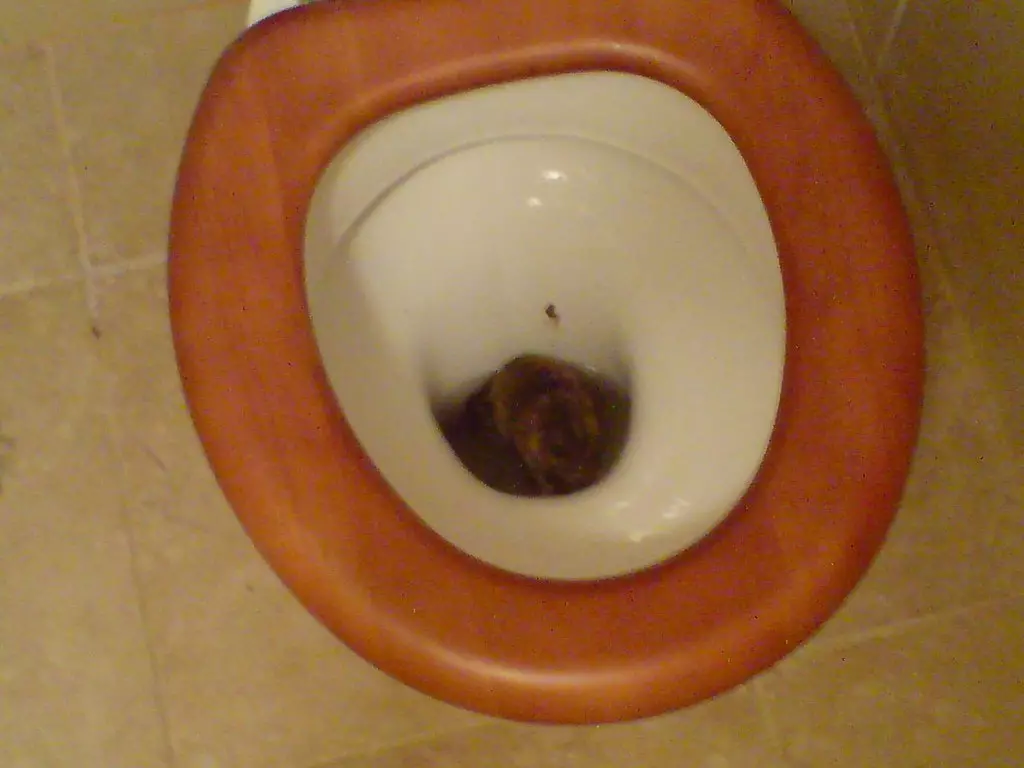 Video: How rats can get into the apartment through the toilet