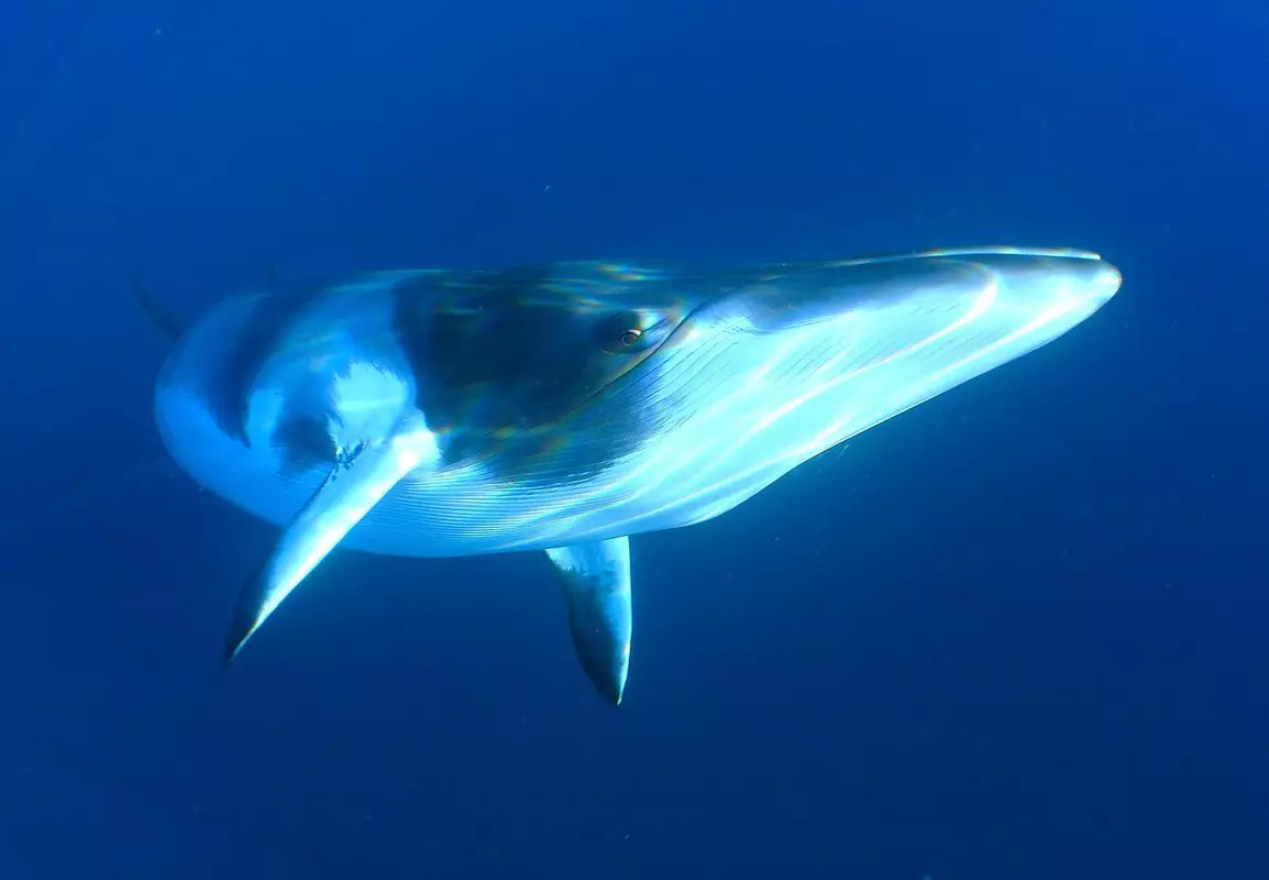 Japonci zabil 200 tehotných žien veľrýb