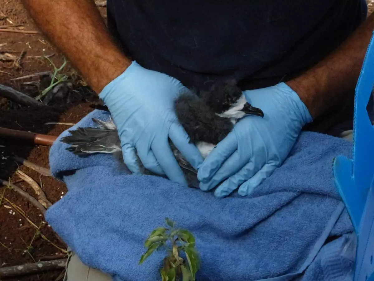 Bakit kinuha ng mga environmentalist ang mga chicks mula sa mga pugad