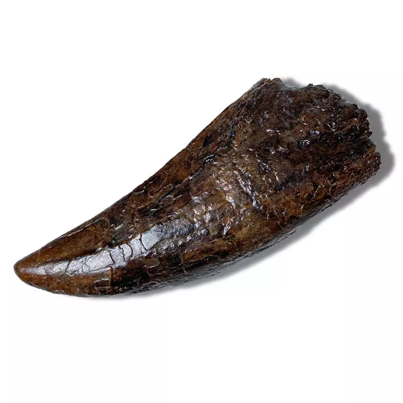 "Купи Ti-Rex": онлайн музея започва да продава останки от динозаври и мамути месо