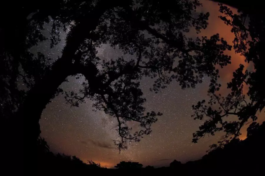 Yasuni National Park: Ang mga milagro alang sa pagbaligya