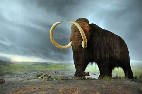 Yakut mammut è diventato una mostra della mostra