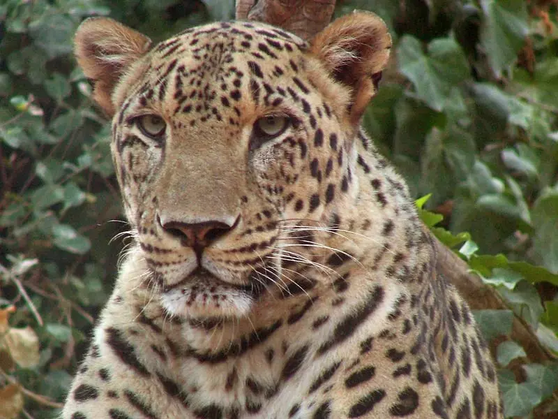 Ang mga leopardo ay babalik sa caucasus