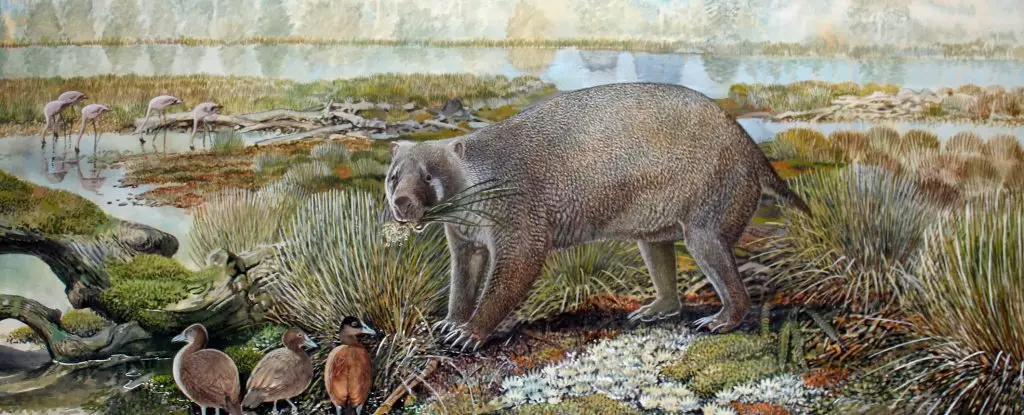 Mabaki ya vombata kubwa ya prehistoric iliyopatikana nchini Australia