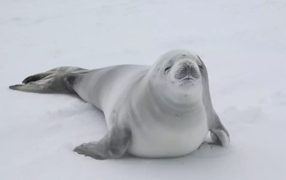 Τα θαλάσσια ζώα της Ανταρκτικής παρέμειναν χωρίς αποθεματικό