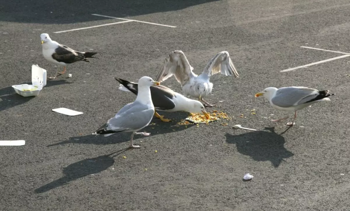 Danes mengisytiharkan perang Seagulls