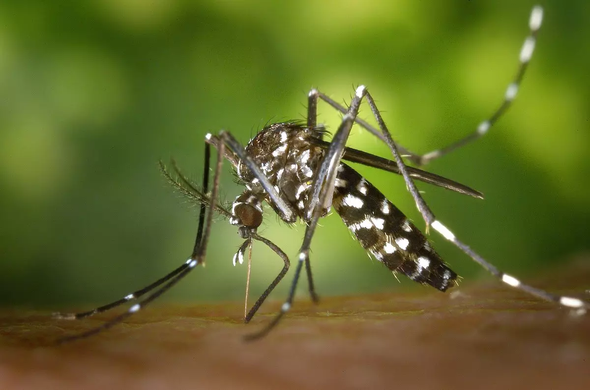 Kuidas saada mosquitoes nähtamatuks
