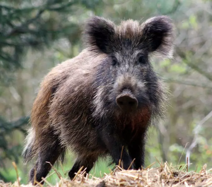 Fukushima Boars Terrorize Lokala invånare