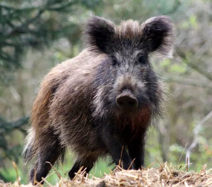 Fukushima boars ადგილობრივ მოსახლეობას ტერორი