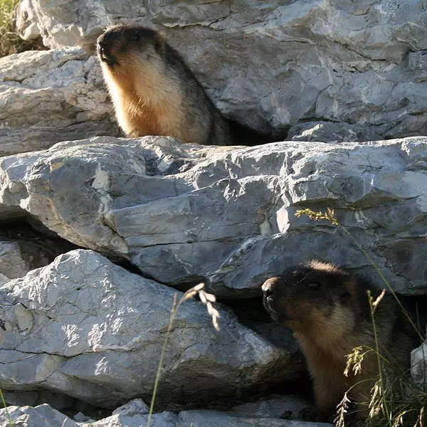 Ua avea Protuki i le Kamchatka