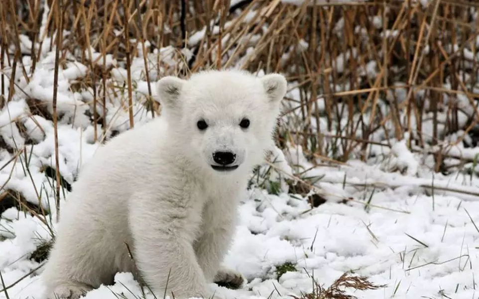 Wiwit ngumpulake tandatangan ing pertahanan bear putih