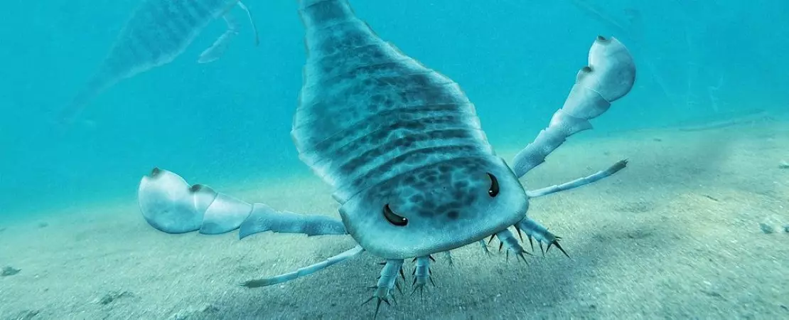 الحيوانات المفترسة حقب الحياة القديمة: نمت العقارب البحرية القديمة إلى 2.5 متر