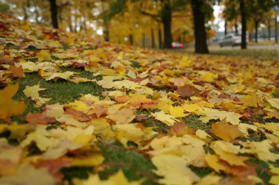 Muscovites are struggled for fallen leaves