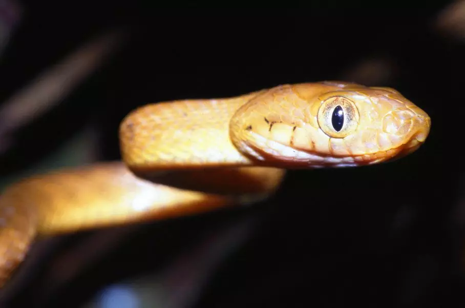 Snakes on Guam will fight dead mice on parachutes