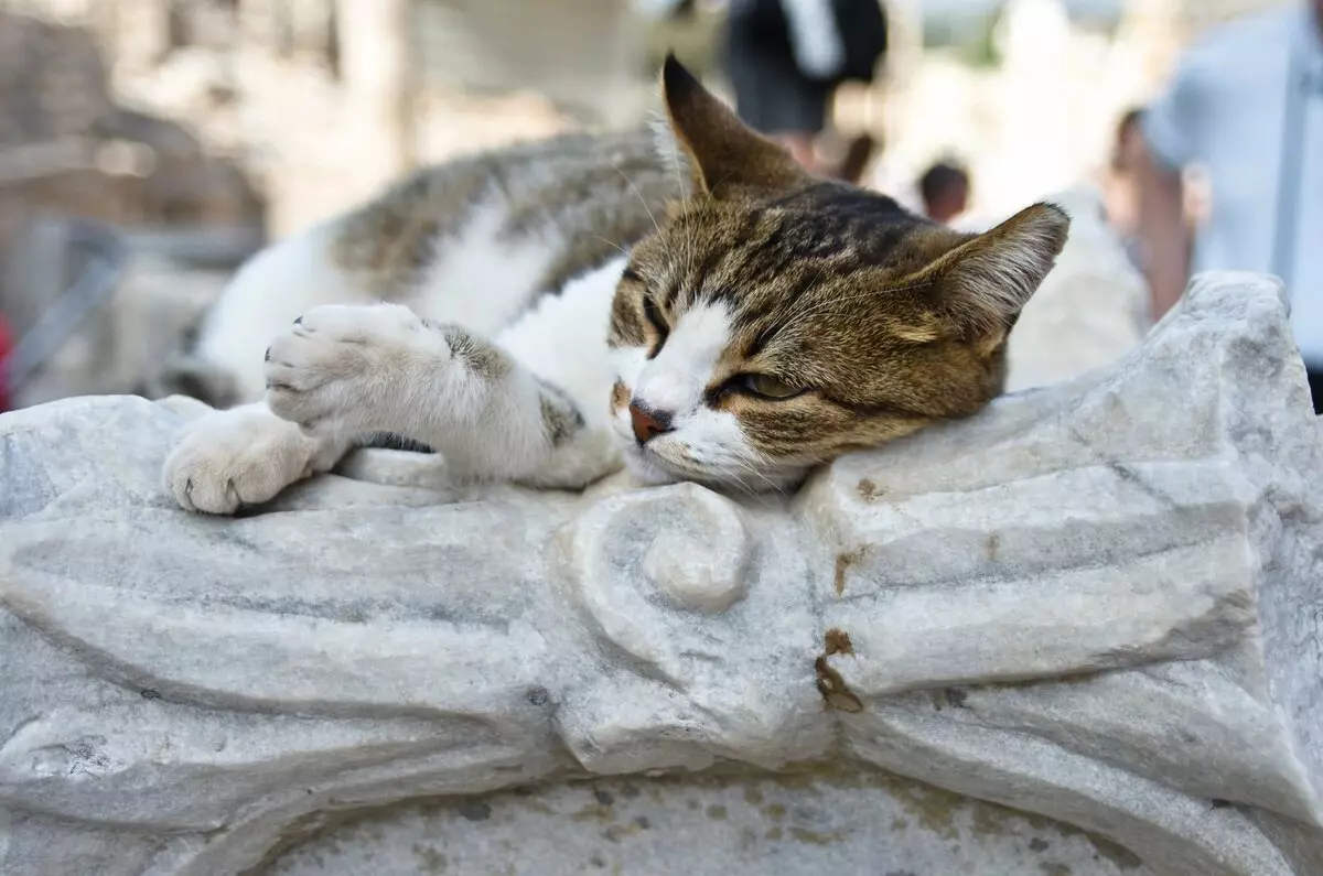 V Kazachstane našiel kostru starovekej domácej mačky na hodvábnej ceste