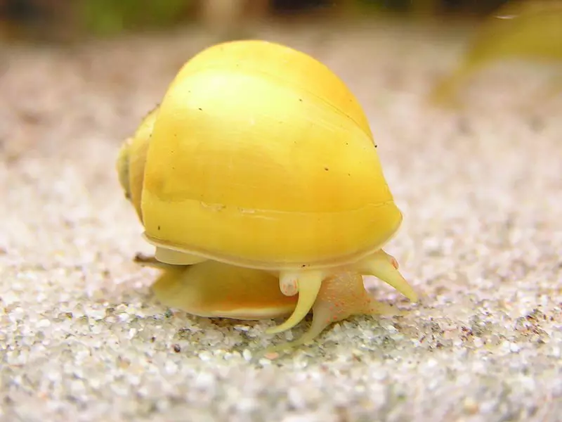 Die Natur von Spanien leidet an der Invasion der Schnecken