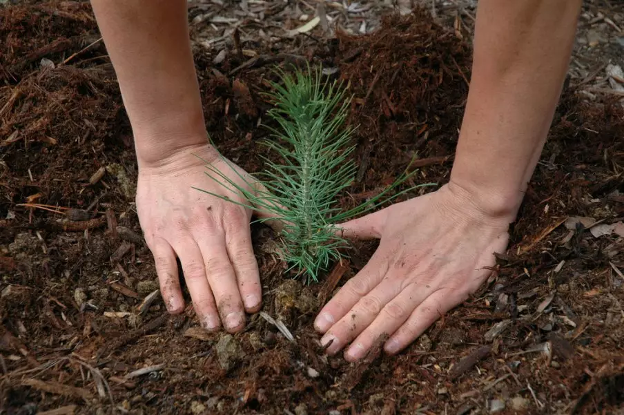 17. Mai in der Region Moskau wird eine Förderung von umstürzenden Bäumen sein