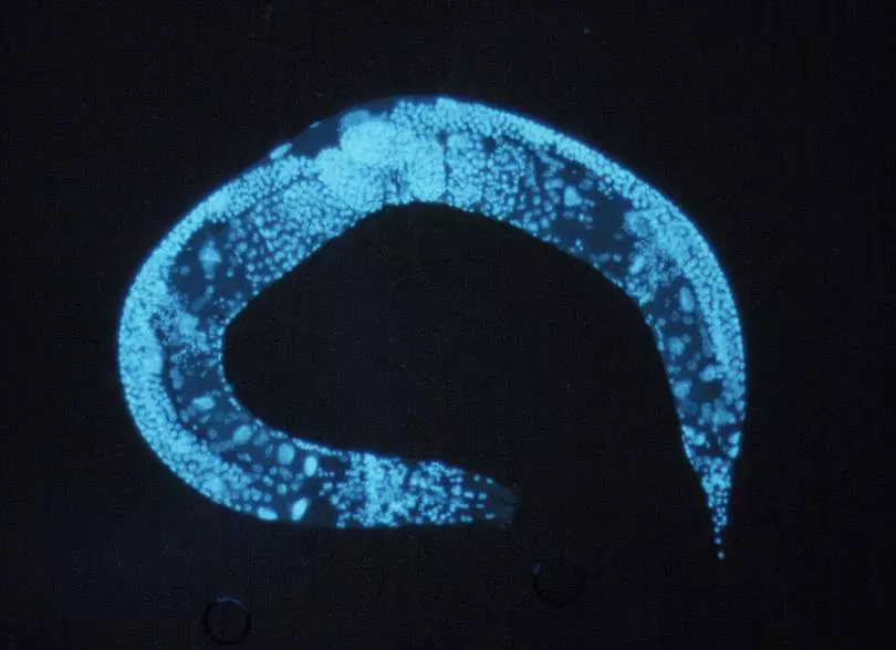 Perang Spermatozoa membolehkan cacing untuk bertahan