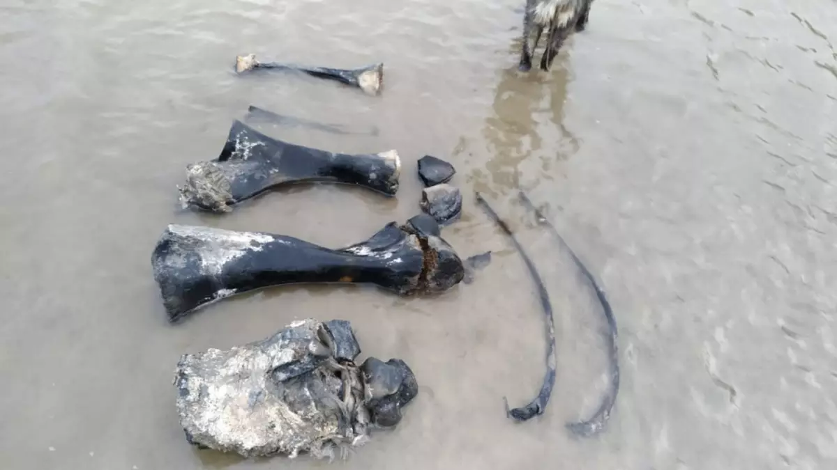 Mammoth remains found in Yamal