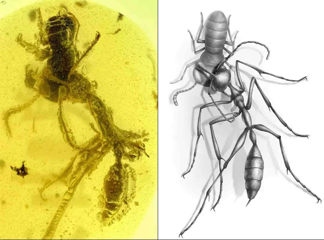 عصور ما قبل التاريخ النمل الجهنمية، عالقة في العنبر، العذاب تضحيته بالفعل 99 مليون سنة