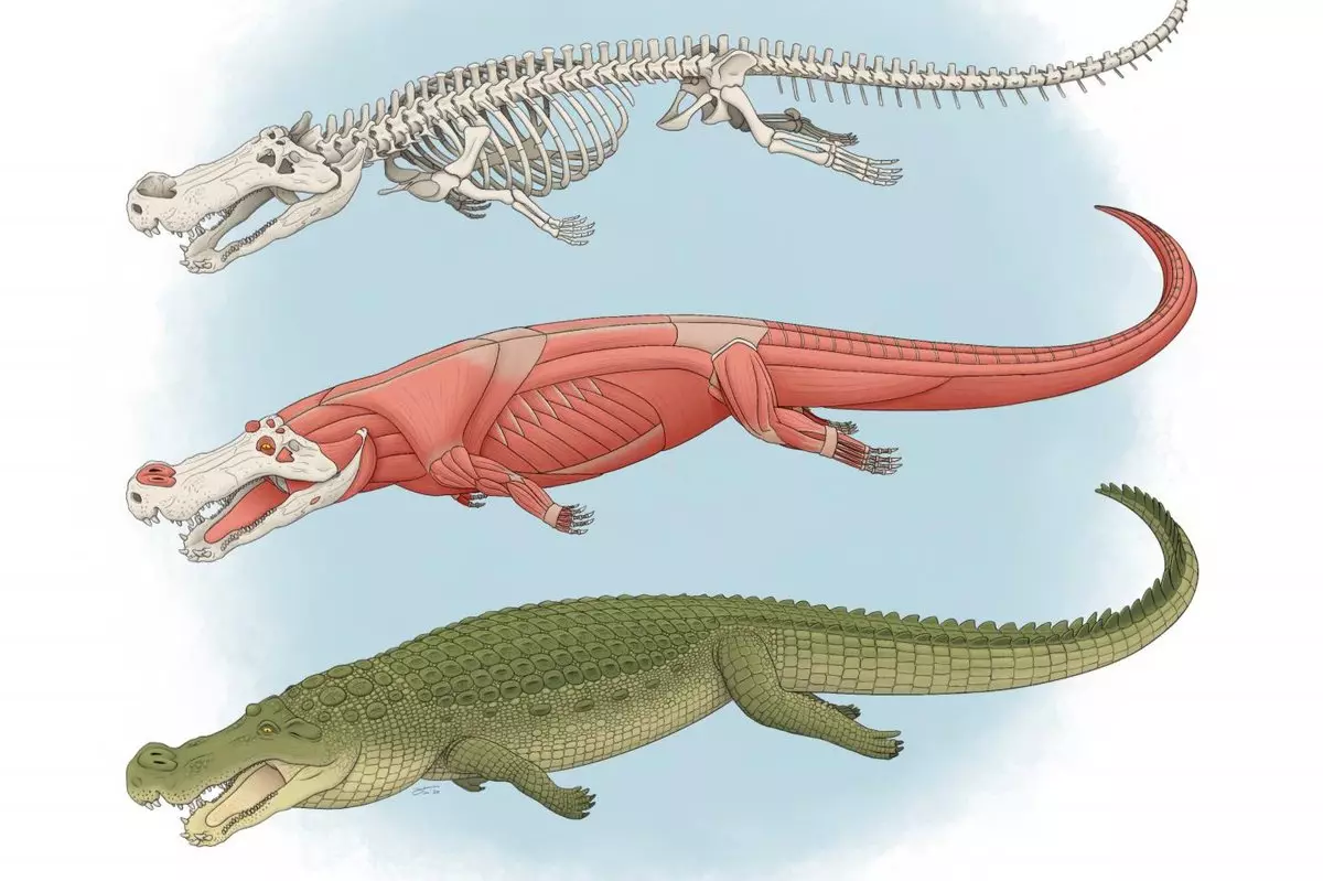 تمساح عملاق عصور ما قبل التاريخ قد بحث عن الديناصورات