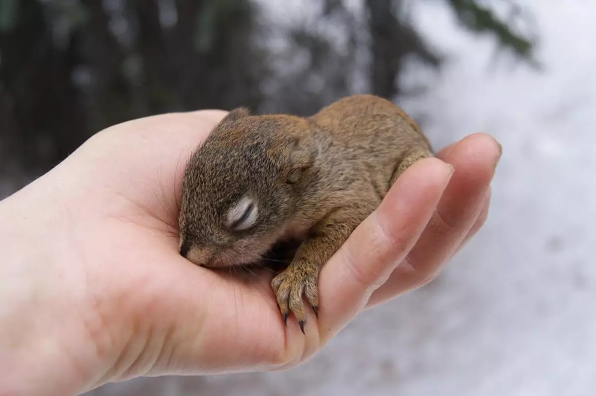 Lavoro scientifico con gli animali - i migliori del mondo