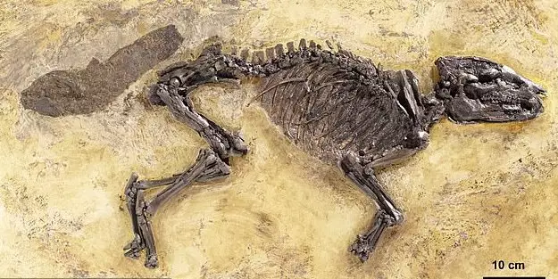 Skeleton propalaeoterum voigti.