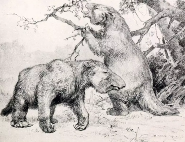 古老的懶惰是多種哺乳動物，包括某種類型的猛獁象