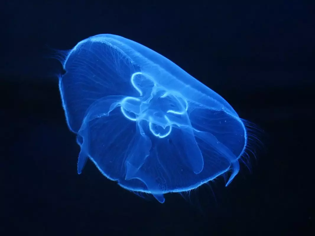 نېمىشقا медуза ئىچىدە يۈز بەرمەيدۇ