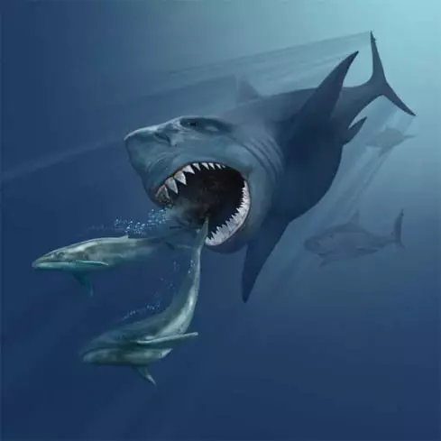 ¿Qué tan grande era Megalodon: un nuevo estudio?