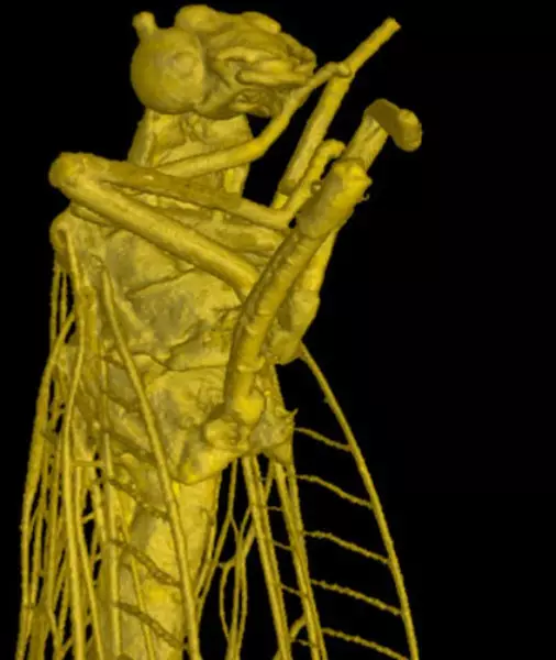 Insecto fotográfico tridimensional hecho por rayos X