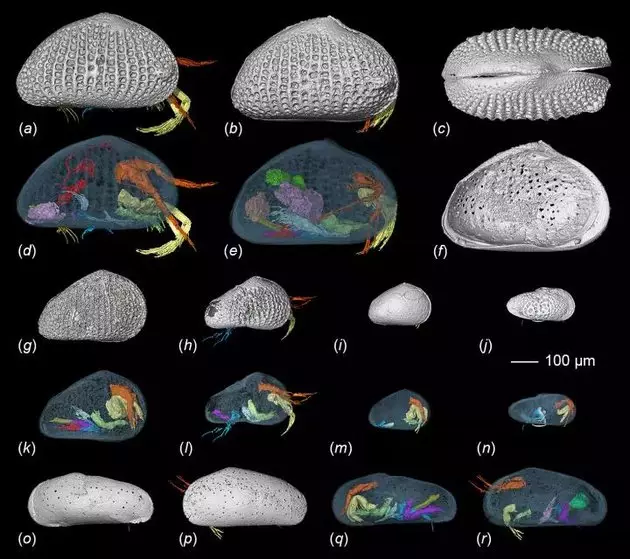 OSTRACODS1（1）.jpg.