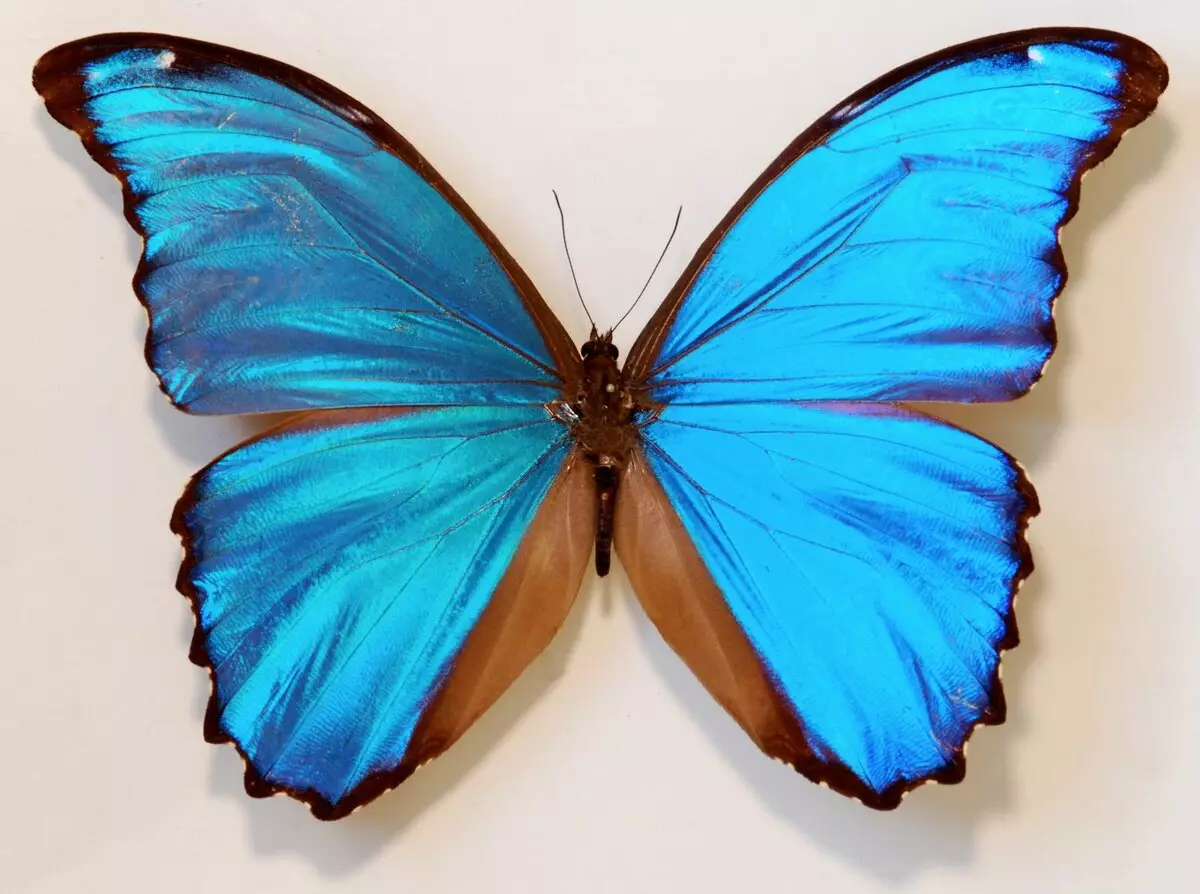 Krídla motýľov pomáhajú nájsť úniky plynu