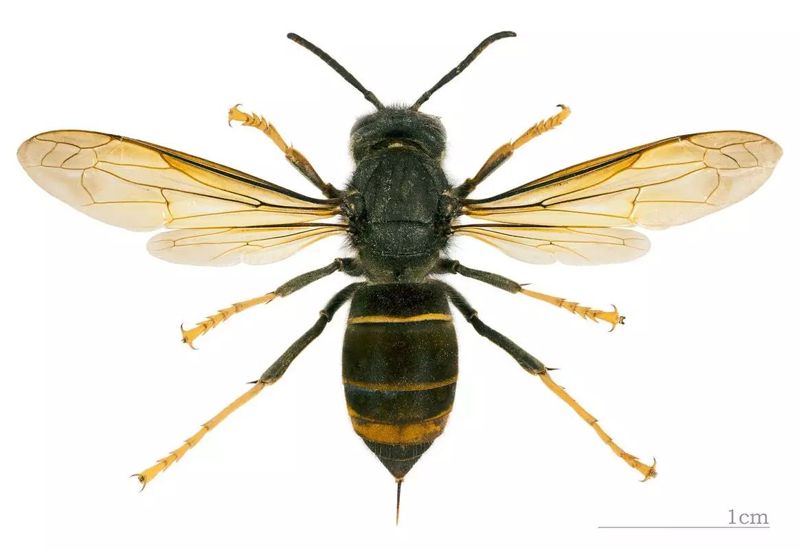 The poison of the Brazilian wasp kills cancer cells