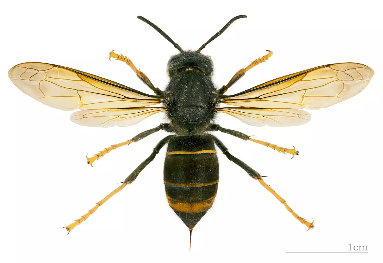 Poison brazílskej Wasp zabíja rakovinové bunky