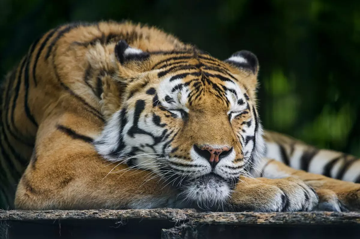 Kunnen dieren dromen zien