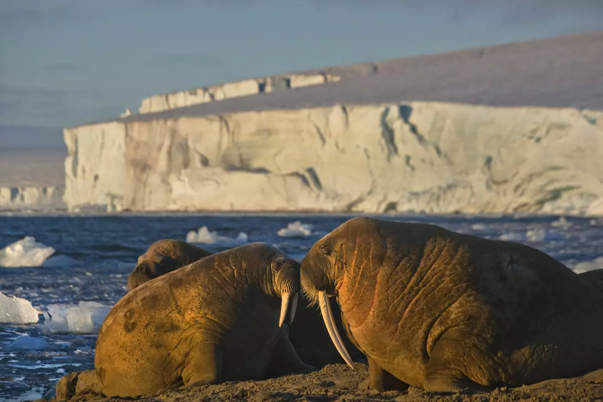 Орус илимпоздору Арктикада жаңы аралды ачышты