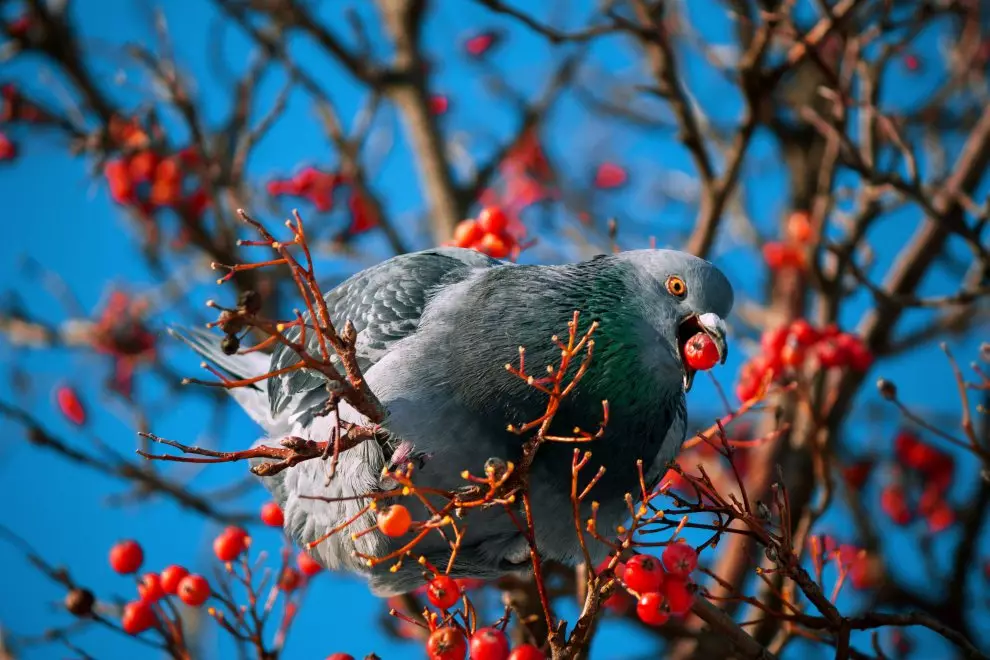 Itinuro ng mga pigeon ang kanser sa pag-diagnose