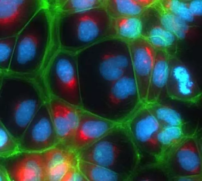 As células hepáticas vivas conseguiron crecer no laboratorio