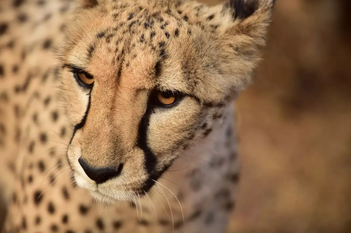 Í Rússlandi, safnað saman Cheetah Genome