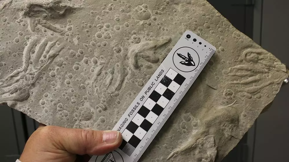 米国では、CorgeからのPterosaurovサイズの痕跡を見つけました。彼らは145百万年前に雨の中で歩いた