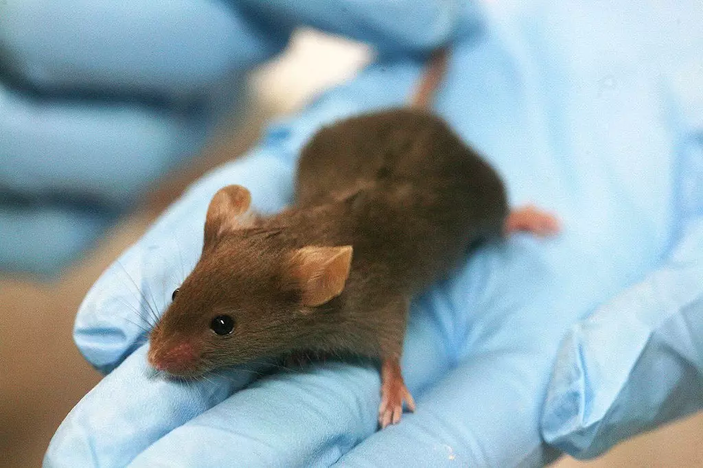 durmuş we dönüş saglygyny uzaldýarlar: fareler üstünde üstünlikli tejribe