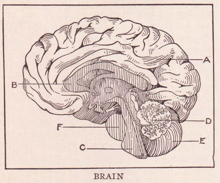 科學家設法恢復了冷凍的大腦