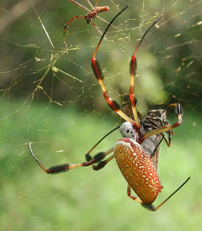 Spiders inside the body can heal a person