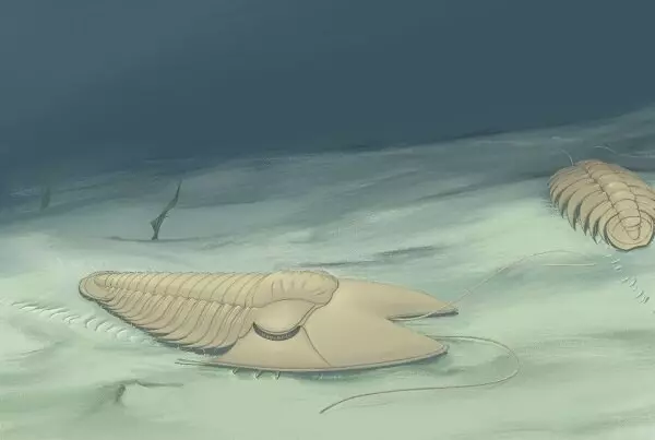 Paleontologoek trilobitak aurkitu zituzten ezohiko buruekin