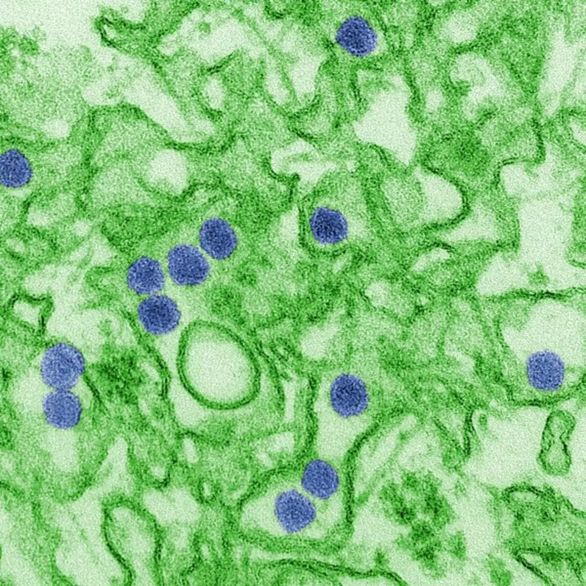 زکا وائرس سے نیا ویکسین علاج چوہوں