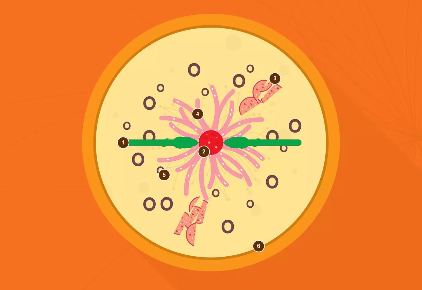 Boson Higgs in de vorm van pizza: grafiek