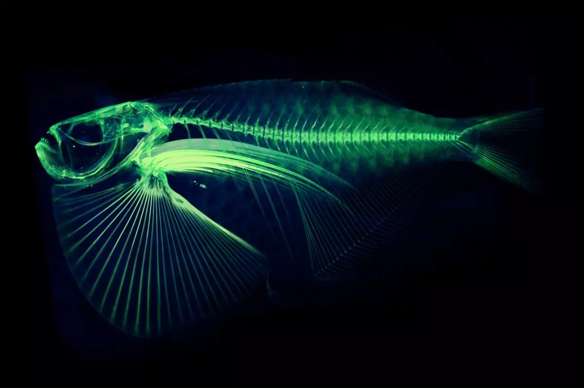 دانشمند یک کتابخانه از اسکن های 3D از تمام ماهی های دریایی ایجاد می کند
